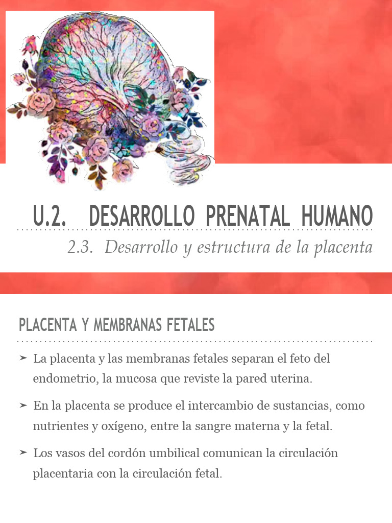Placenta, Amnios, CU PDF | PDF | Placenta | Feto