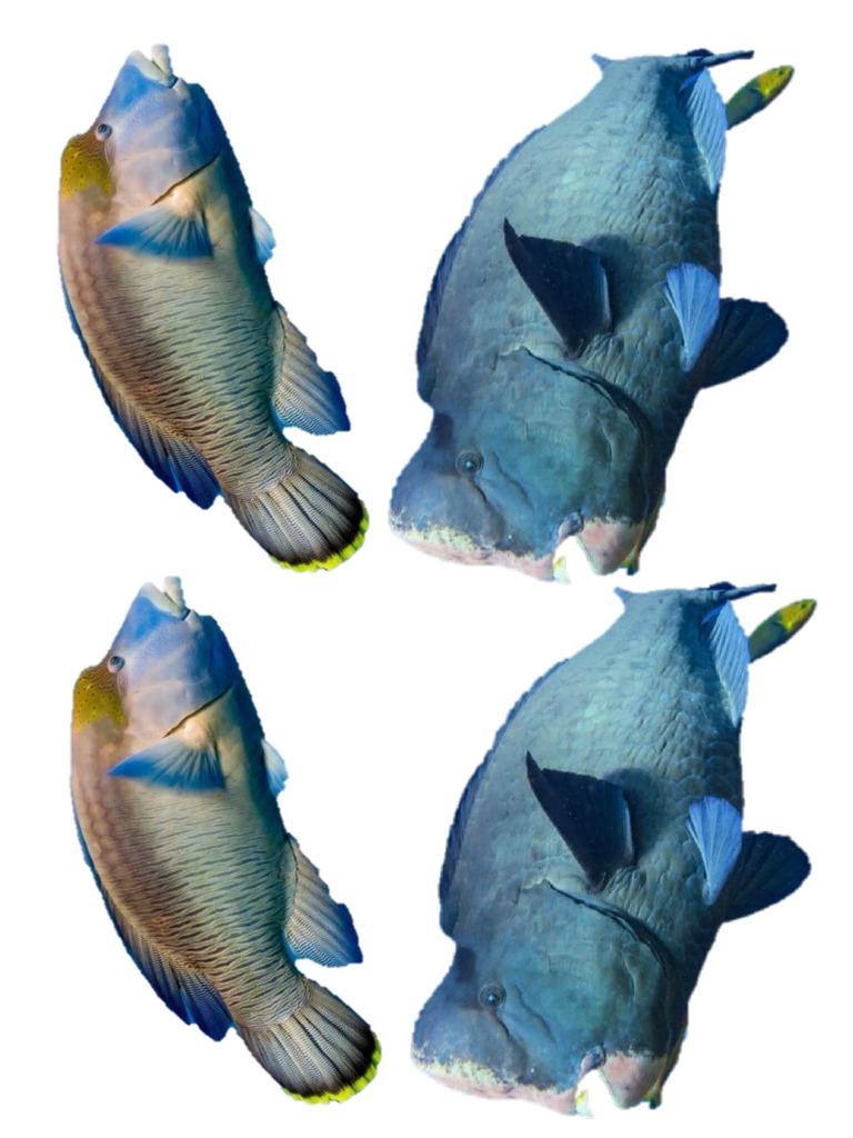 PSV TH 5 (Ikan Bayan) | PDF