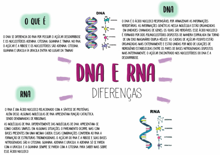 Mapa Mental DNA e RNA | PDF