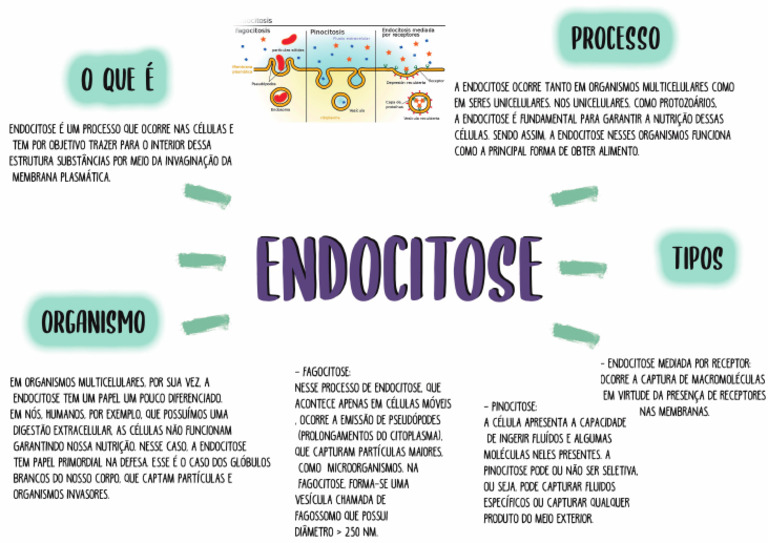 Mapa Mental Endocitose | PDF