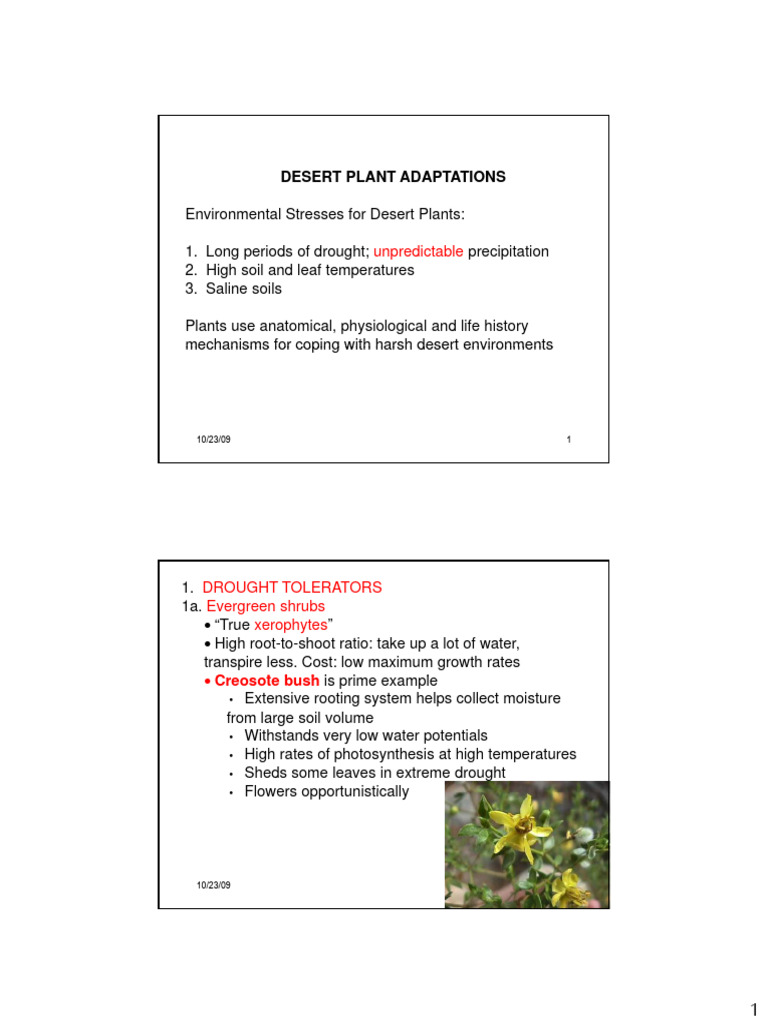 Desert Plant Adaptations Explained | PDF | Leaf | Branches Of Botany