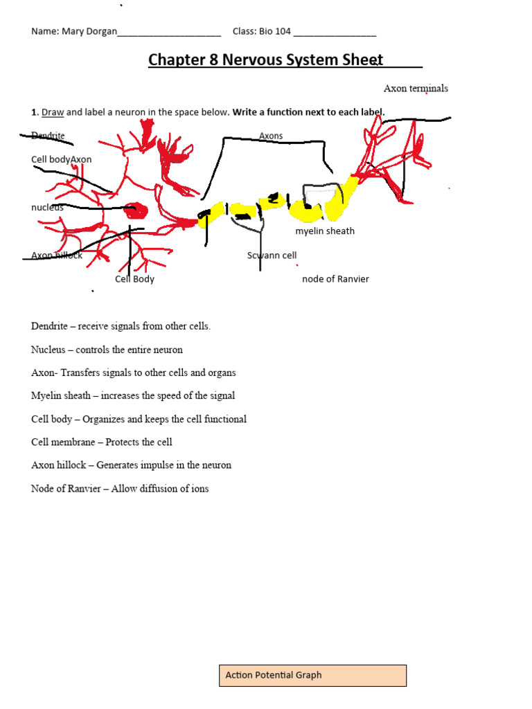 Ch. 8 Nervous System Sheet | PDF | Axon | Nervous System
