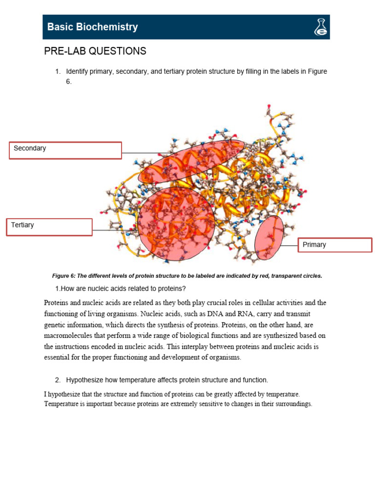 Basic Biochemistry Lab | PDF | Proteins | Nucleic Acid Sequence