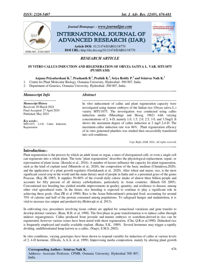 Callus Induction in Oryza Sativa MTU1075 | PDF | Rice | Plant Breeding