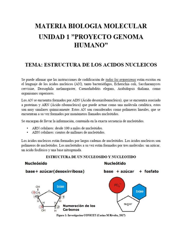 Estructura de Los Acidos Nucleicos | PDF | Adn | Ácidos nucleicos