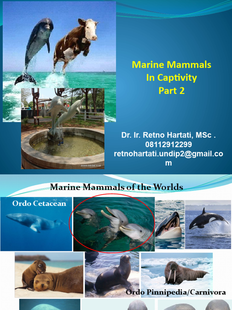 2024 - 2 - Marine Mammal in Captivity | PDF | Dolphin | Animal Training