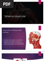 Músculos de Cabeza y Cuello | PDF | Anatomía humana | Sistema esquelético