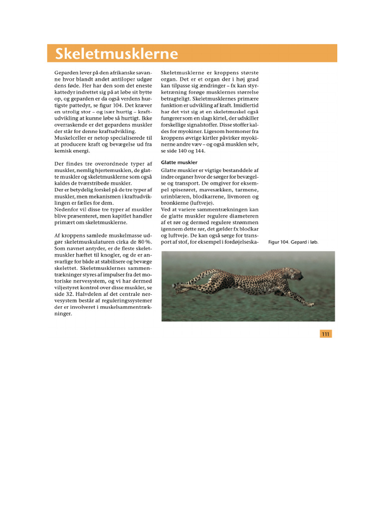 Kapitel Om Muskler I Fysiologibogen 2. Udg | PDF