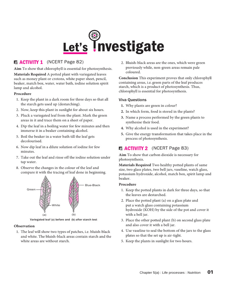 AIO 10th Science Ch. 5a Activity | PDF | Photosynthesis | Starch