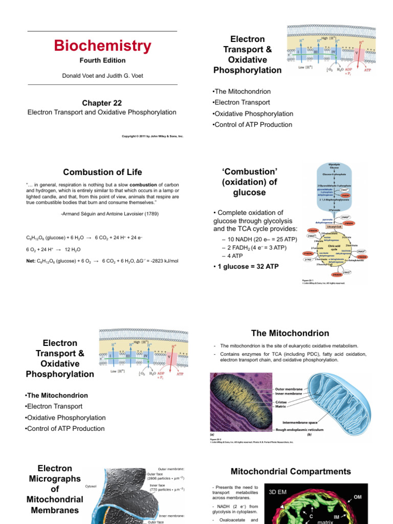 Ch22 Slides Part1 Blank | PDF | Adenosine Triphosphate | Mitochondrion