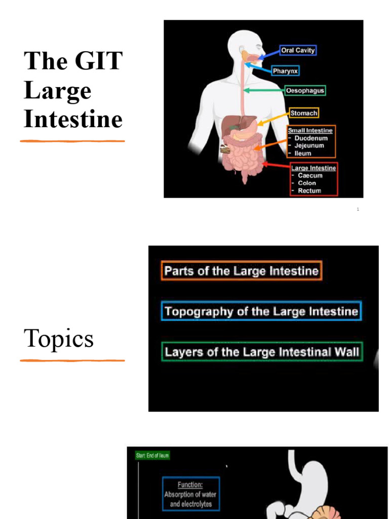 Lecture 6-The GIT-Large Intestine | PDF | Large Intestine | Abdomen