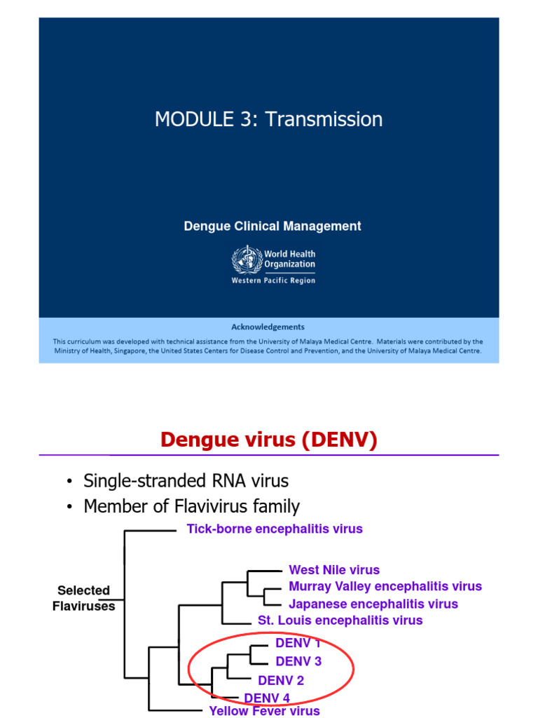 Dengue Virus Transmission Guide | PDF | Mosquito | Aedes Aegypti