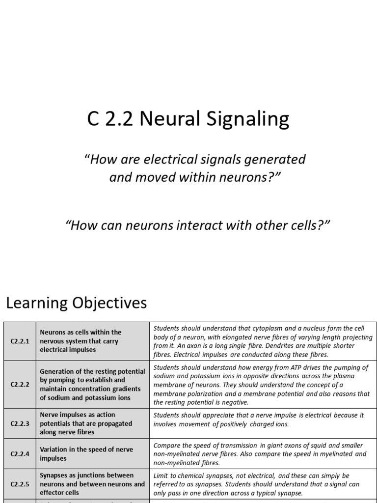 C 2.2 SL Neural Signaling | PDF | Action Potential | Chemical Synapse