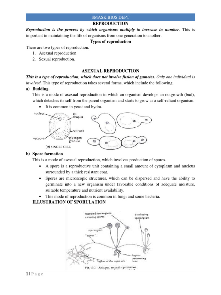 S4 Bio (Reproduction) NOTES | PDF | Menstrual Cycle | Luteinizing Hormone