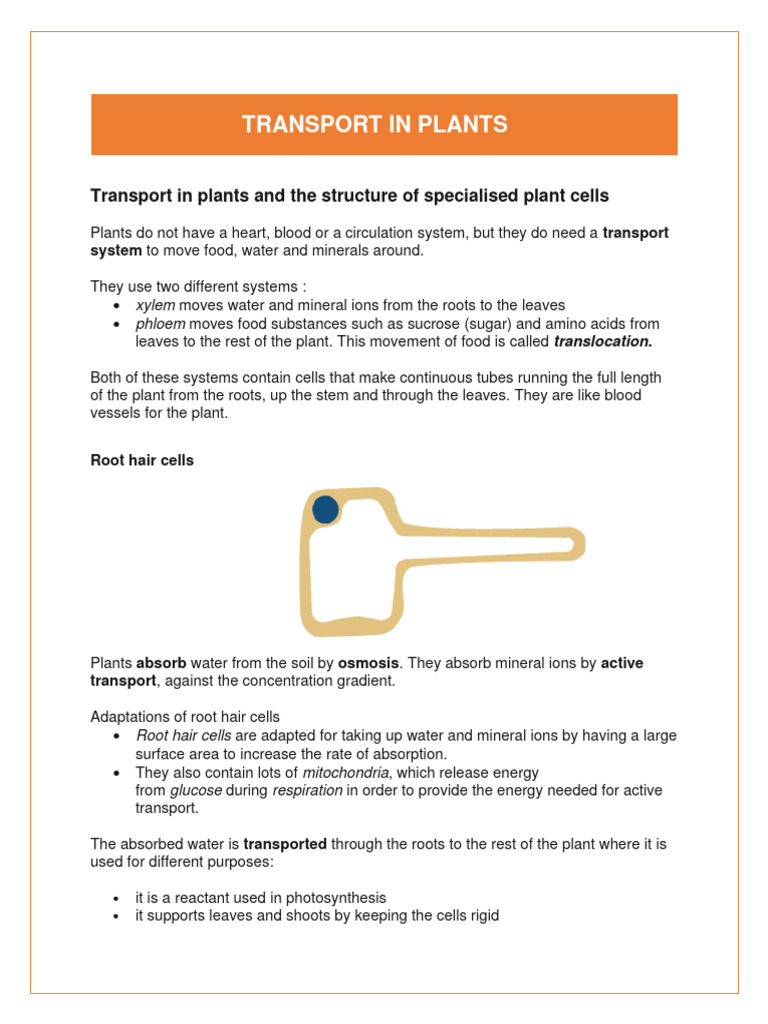 Plant Transport Systems Explained | PDF | Stoma | Leaf