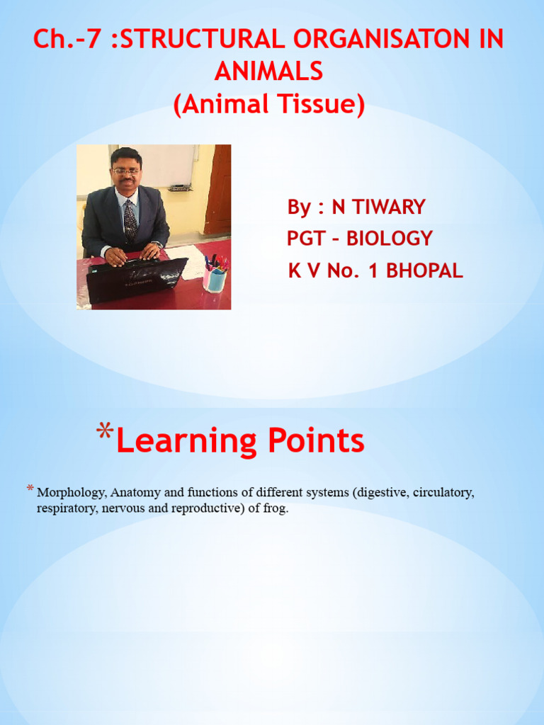Animal Tissue Structure and Functions | PDF | Epithelium | Tissue (Biology)