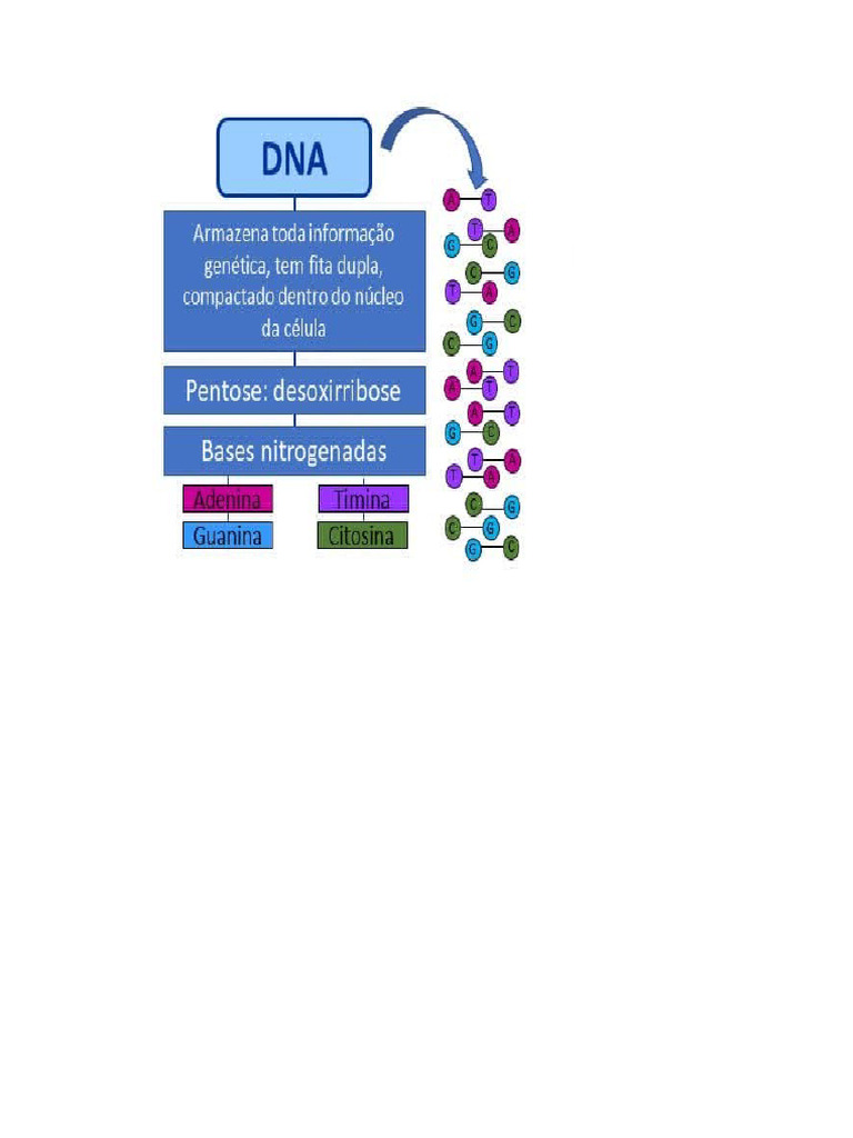 Mapa DNA | PDF