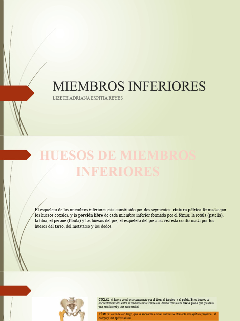Diapositivas Miembros Inferiores | PDF | Anatomía del miembro inferior ...