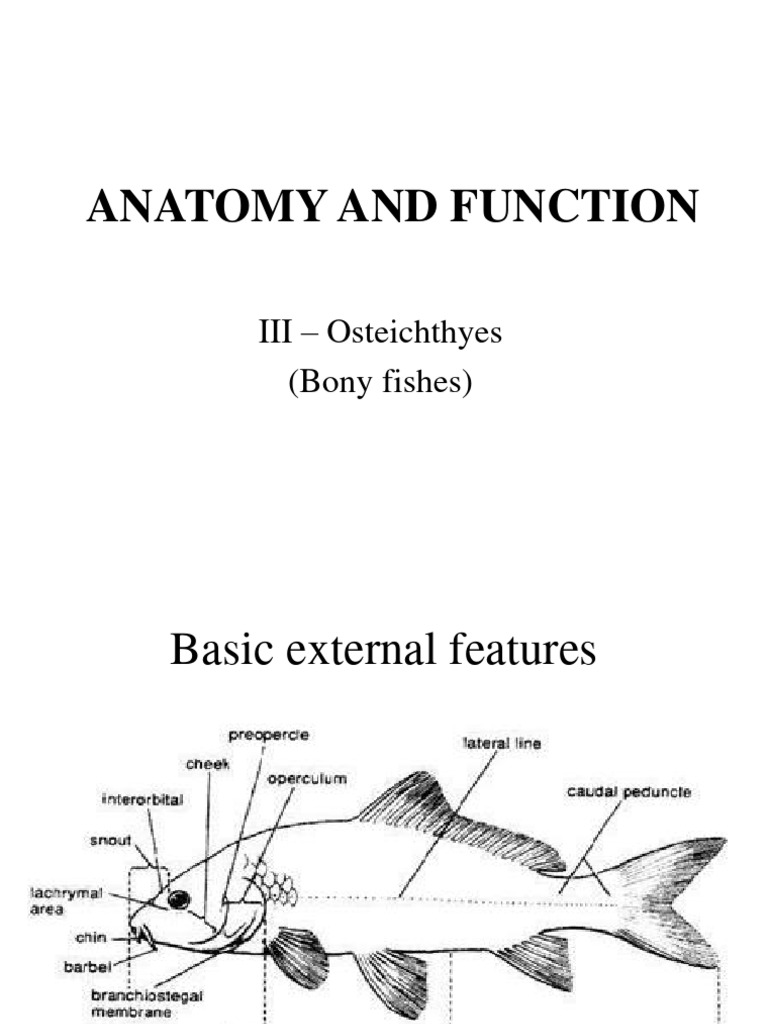 Osteichthyes Anatomy Overview | PDF