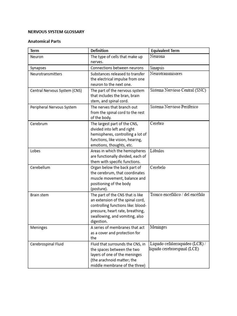 Nervous System Glossary - Acll | PDF | Central Nervous System | Nervous ...