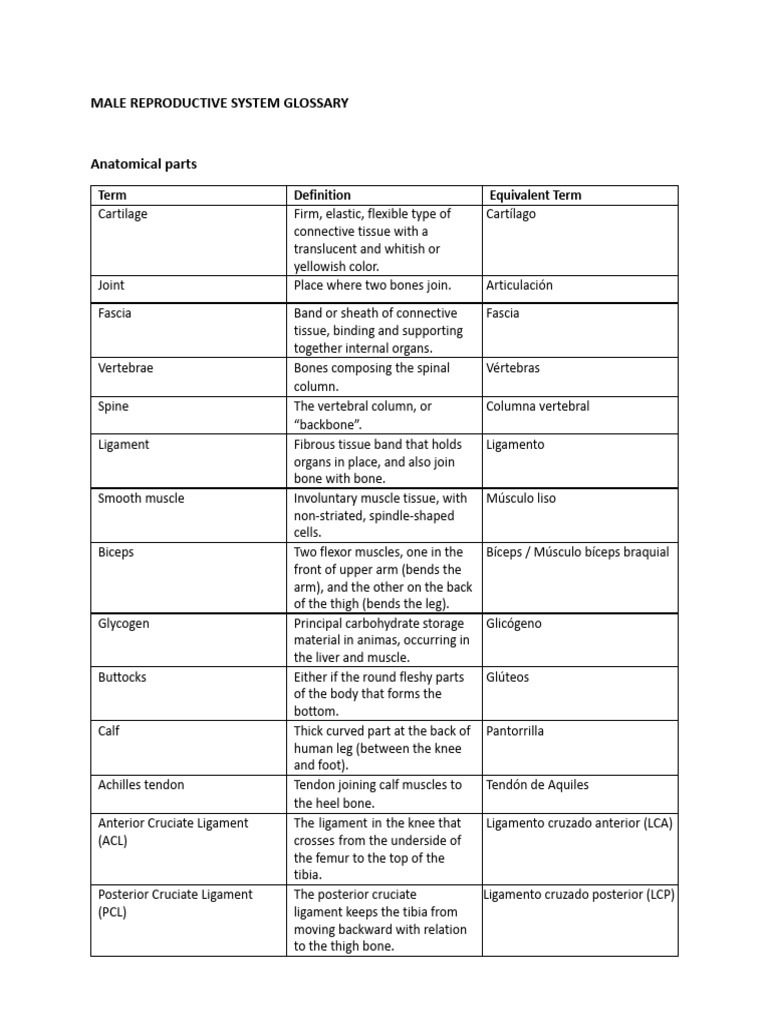 Musculoskeletal System Glossary - Acll | PDF | Vertebral Column | Knee
