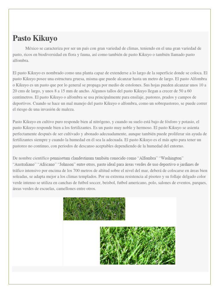 Pasto Kikuyo: Cultivo y Usos en México | PDF