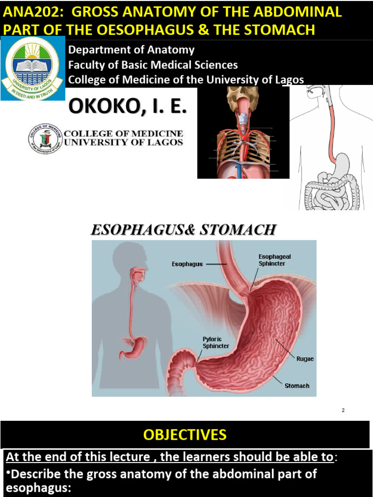 Ana202 -Gross Anatomy of the Abdominal Esophagus Ans Stomach Gross 2021 ...