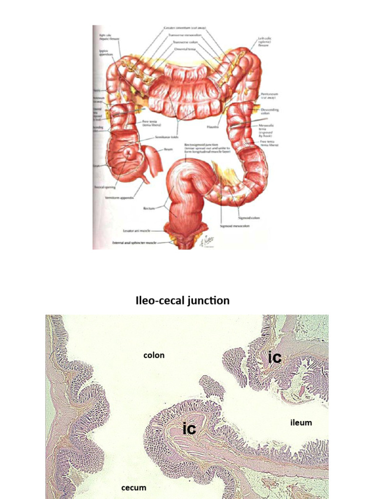 Anatomy April 2024 Morphology and Histology of the Large Intestine and ...