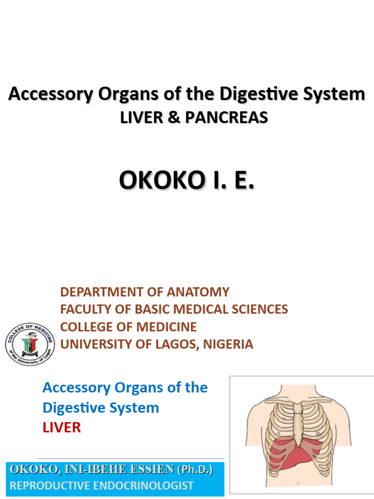 Anatomy of the Liver and Pancreas | PDF | Liver | Pancreas
