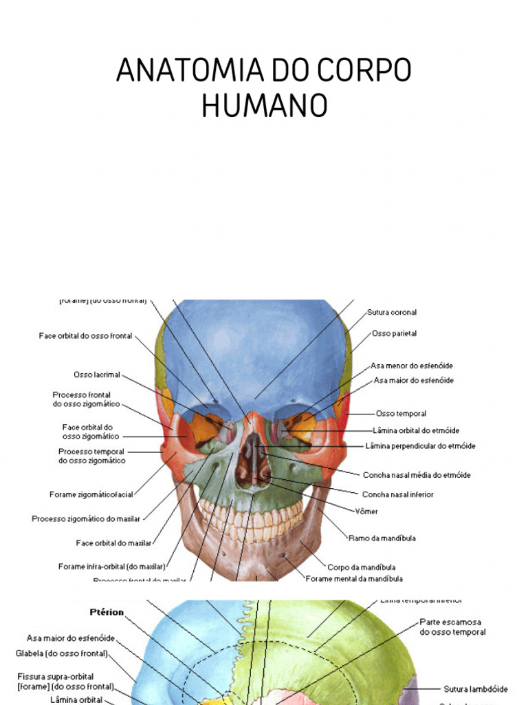 Anatomia Do Corpo Humano Pptx 20240605 135948 0000 Pdf