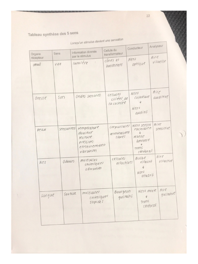 Tableau Synthèse Des 5 Sens | PDF