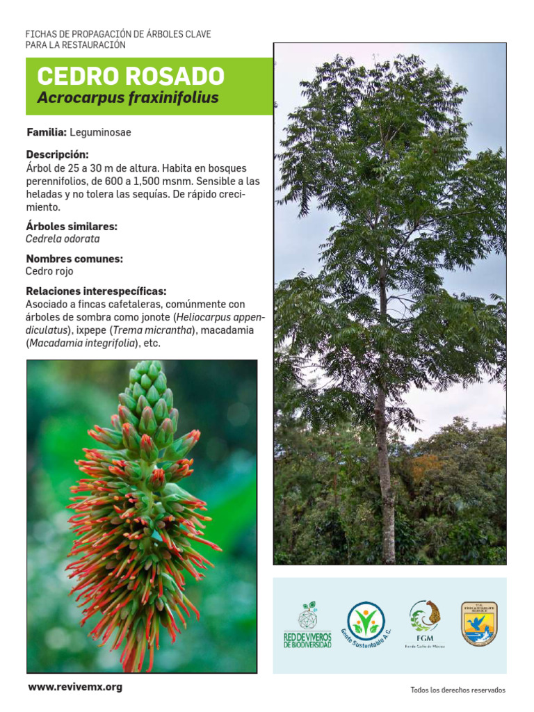 FichaPropagacion F4 Acrocarpus Fraxinifolius CedroRosado | PDF ...