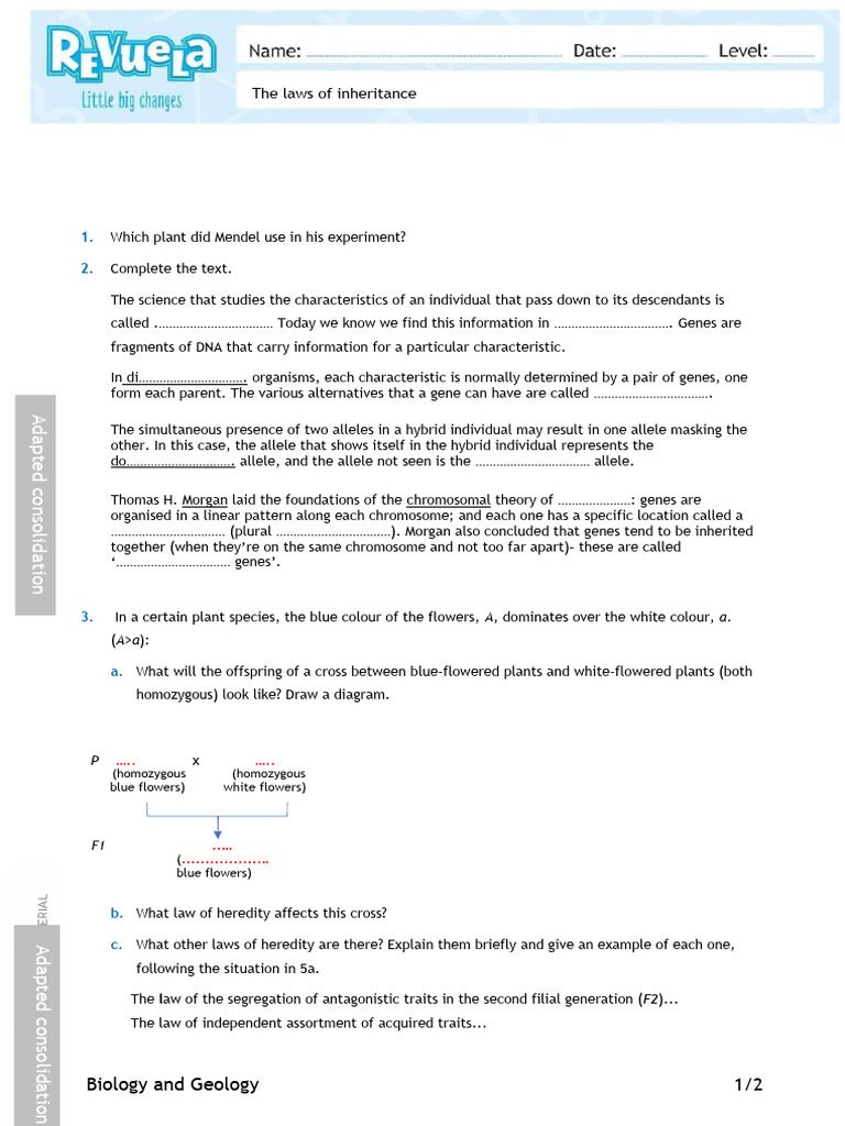 Activity Laws of Inheritance | PDF | Dominance (Genetics) | Allele