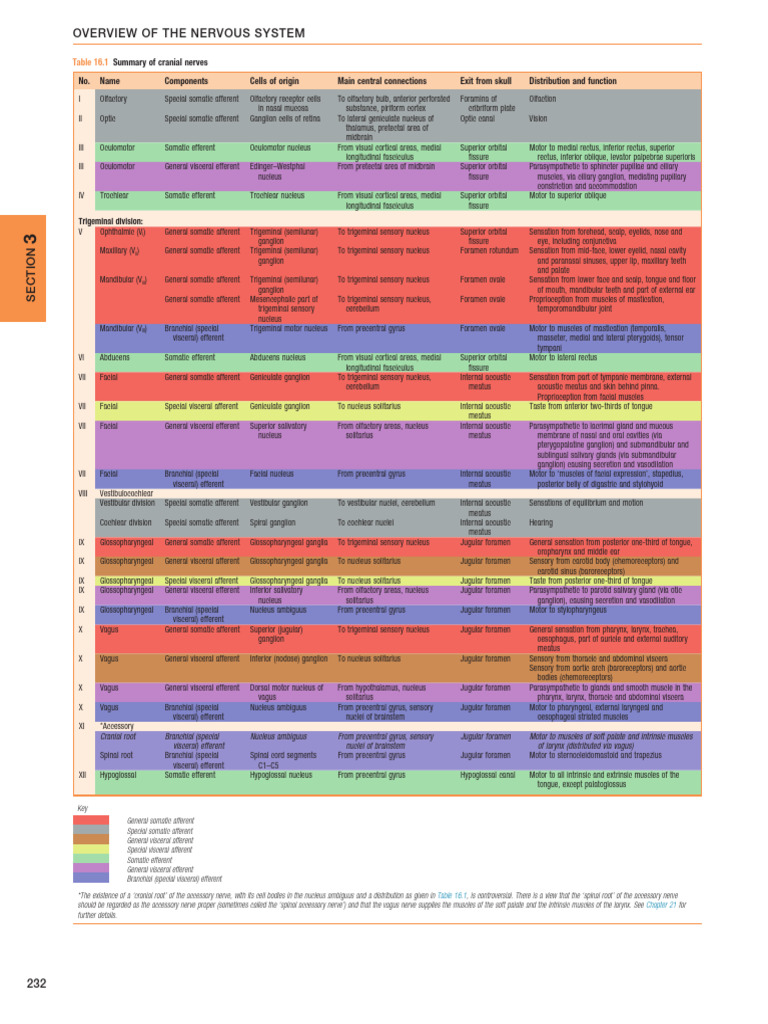 Nervous System and Cranial Nerves | PDF | Anatomy | Neuroscience