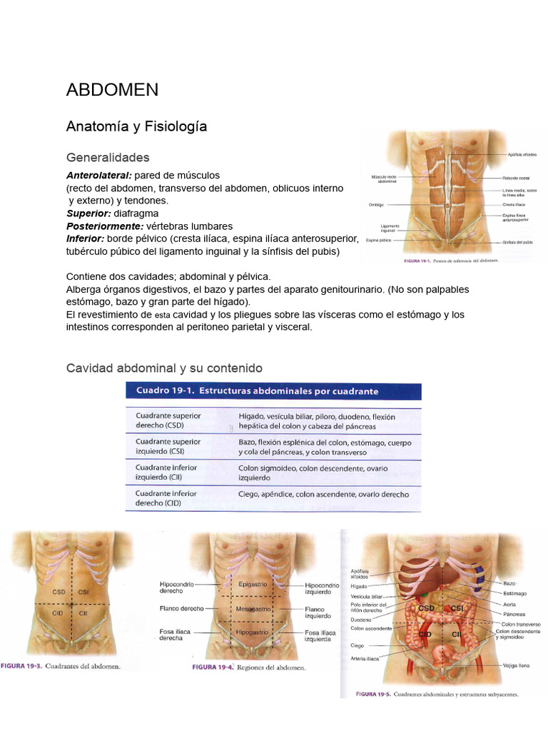 Abdomen | PDF | Abdomen | Anatomía