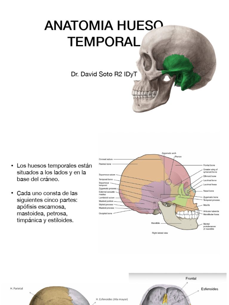 Anatomia Hueso Temporal | PDF | Otorrinolaringología | Anatomía