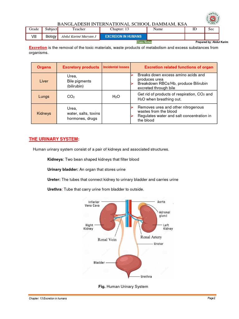Grade 8 Biology: Human Excretion | PDF | Kidney | Organ (Anatomy)