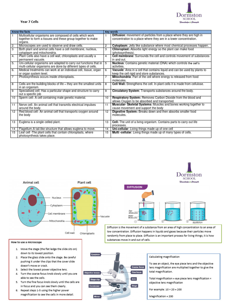 Year 7 Cell Biology Basics | PDF | Cell (Biology) | Chloroplast