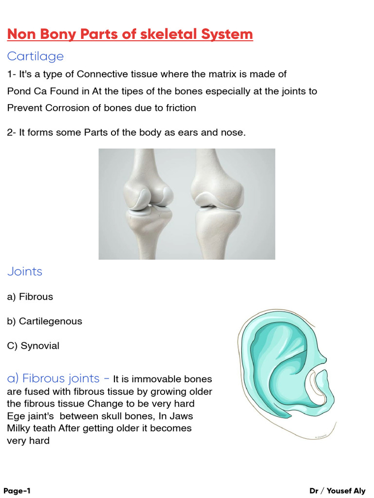 Non Bony Parts of Skeletal System: Cartilage | PDF
