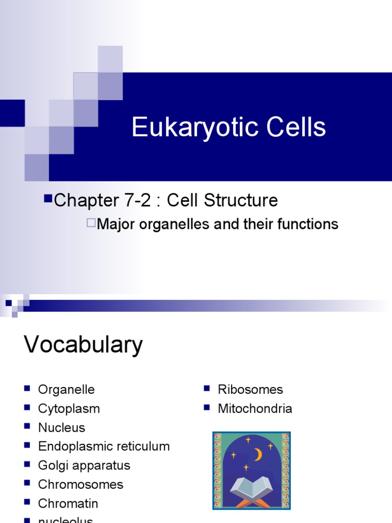 Eukaryotic Cells: Chapter 7-2: Cell Structure | Download Free PDF ...