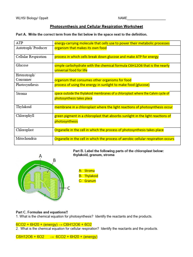 HANDOUT - KEY Photosynthesis and Cellular Respiration Review Sheet 2017 ...