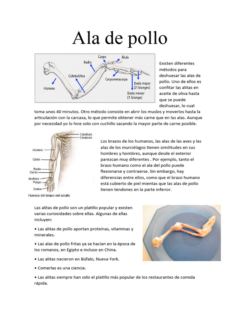 Músculos, Tendones Y Ligamentos Del Ala De Pollo