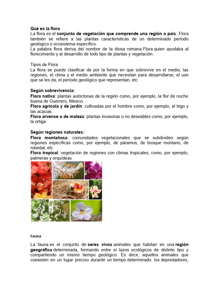 Definición y Tipos de Flora y Fauna | PDF | Fauna | Selva