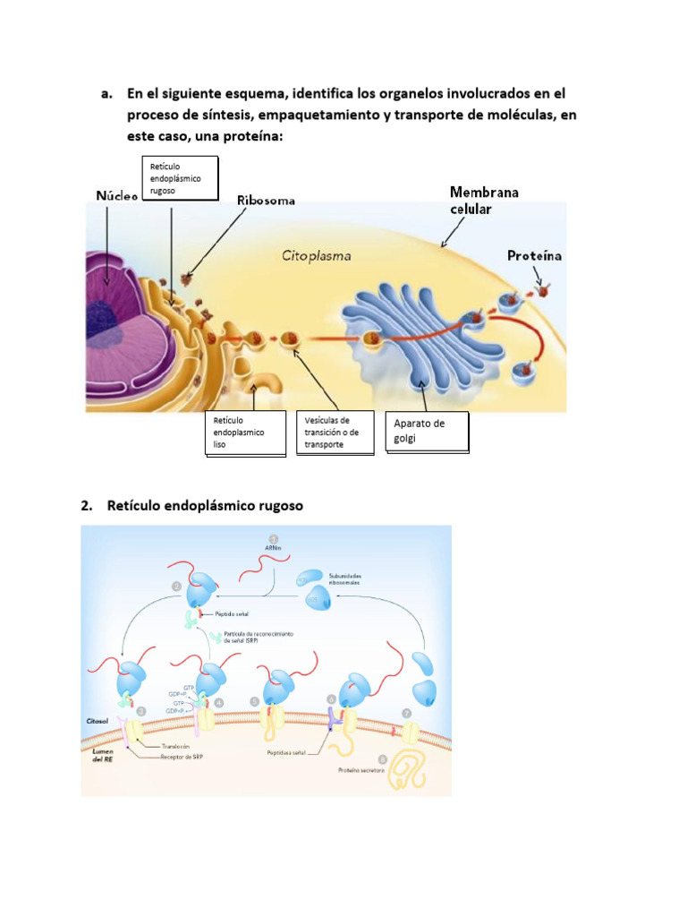 MRP Act09 | PDF | Retículo endoplásmico | Lípido