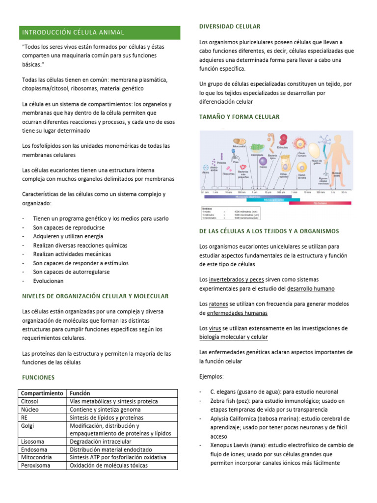 Biocel Unidad 1 | Descargar gratis PDF | Membrana biológica | Bicapa ...