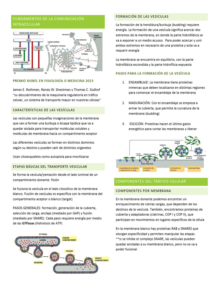 Biocel Unidad 2 | PDF | Bicapa lipídica | Lisosoma