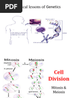 Mitosis in Human Skin Cells Study | PDF | Mitosis | Cell Biology