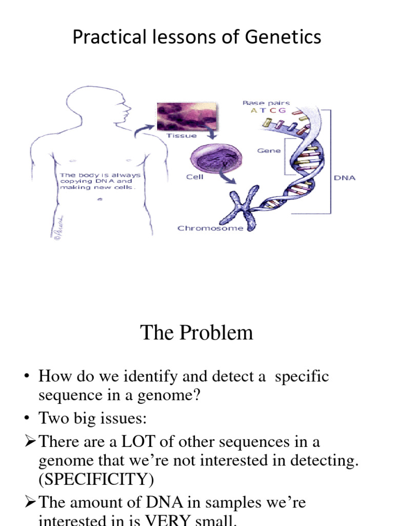 Practical Lessons of Genetics | PDF | Polymerase Chain Reaction | Primer (Molecular Biology)