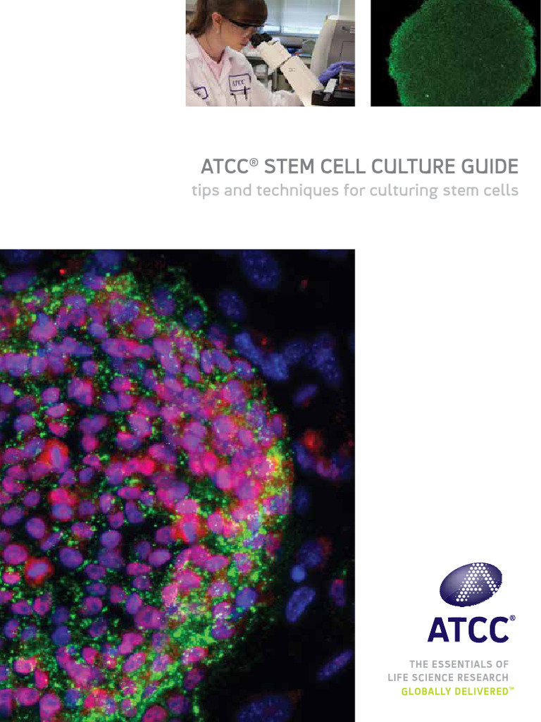 Stem cell culture | PDF | Embryonic Stem Cell | Cell Culture
