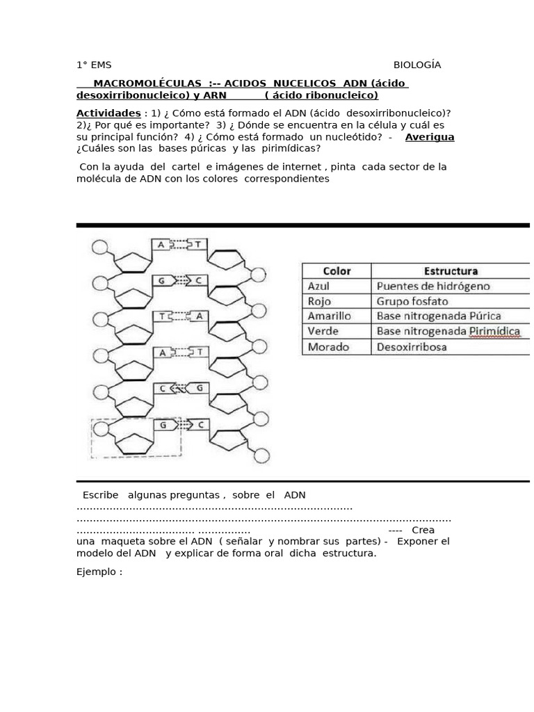 ACTIVIDADES SOBRE ADN 66398debd3b20 | PDF